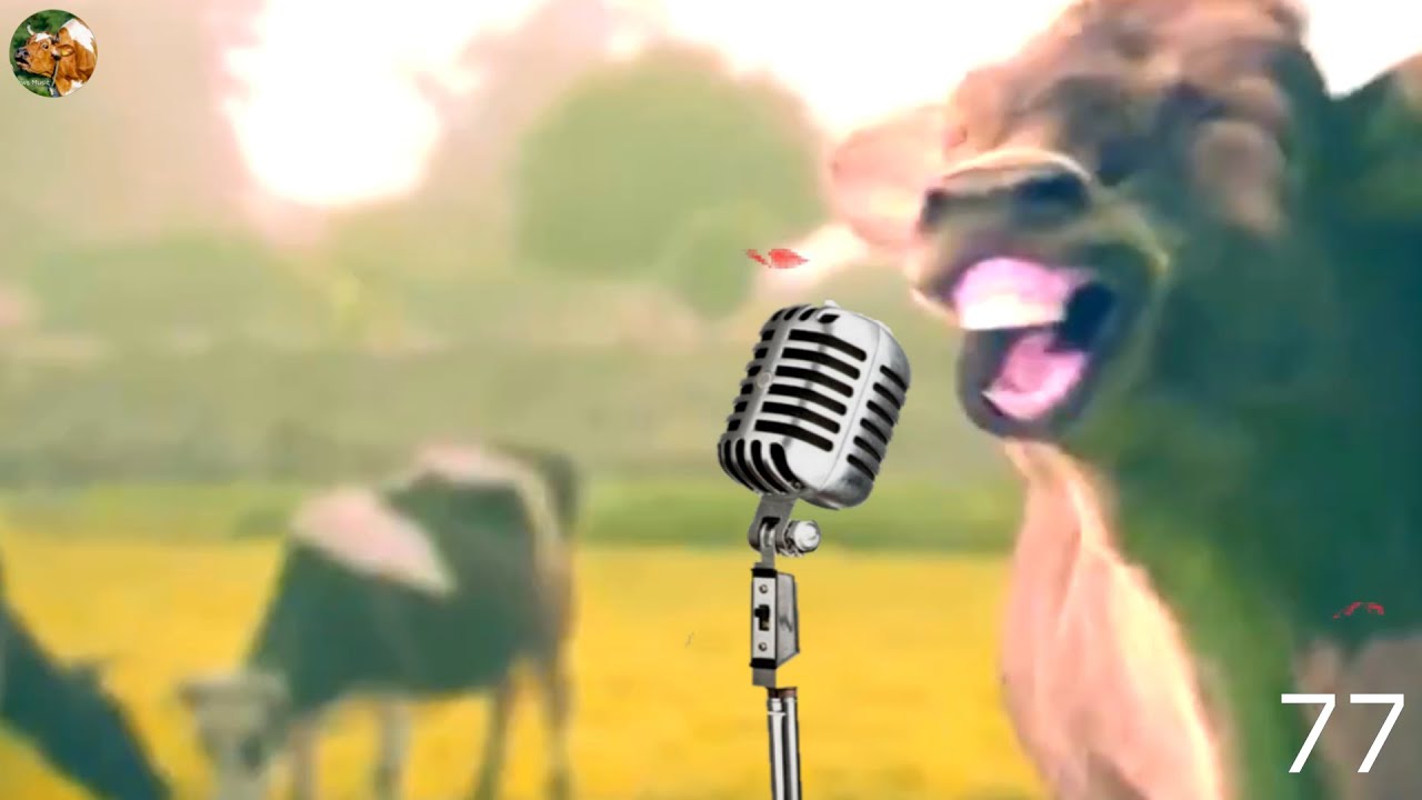 FUNNY COW DANCE 77 | COW SONG WITH LOVELY COWS SOUNDS | COWS MUSIC ...