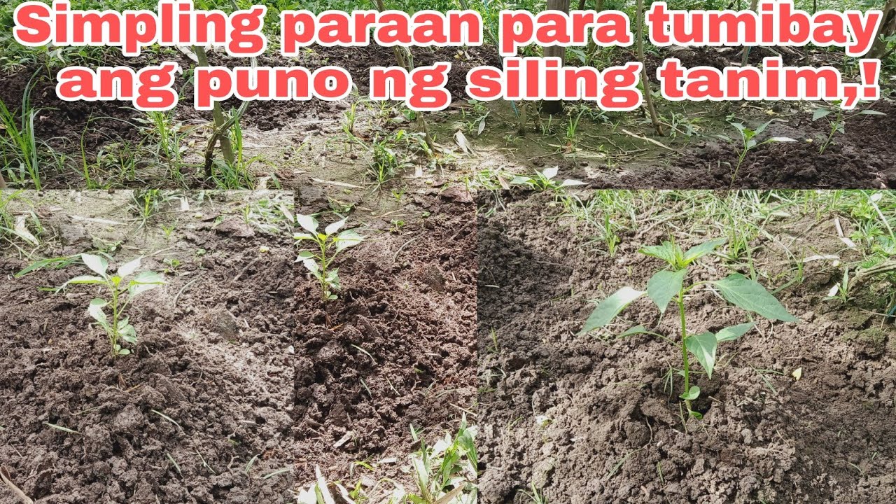 Real talk,!! paano titibay ang tanim na sili?|| #buhaymagsasaka # ...