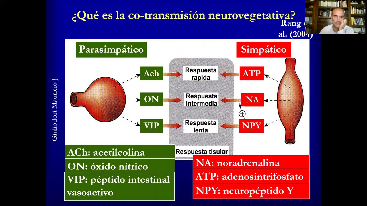 Fisiología del sistema nervioso autónomo (neurovegetativo) rápido y ...