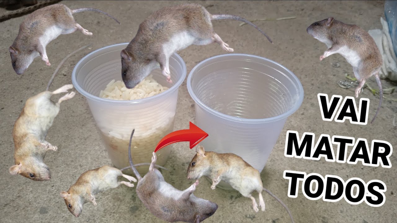 🐭ISSO VAI FAZER SUMIR RATOS🐭 E BARATAS🦗 TUDO NO MESMO DIA depois disso ...