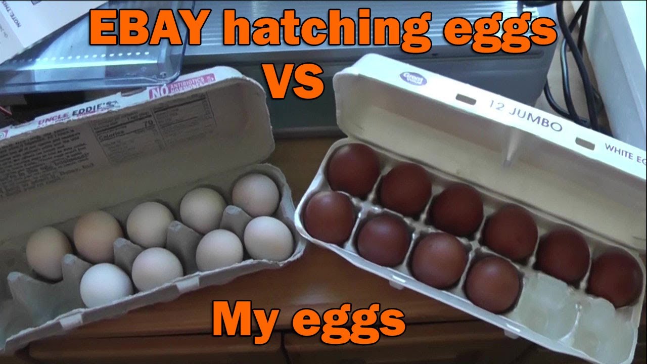 Ebay hatching eggs (incubation process) - YouTube