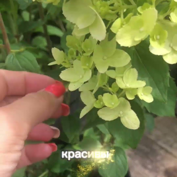 Гортензия Petite Cherry (Петит Черри) новинка 2024. Начало цветения ...