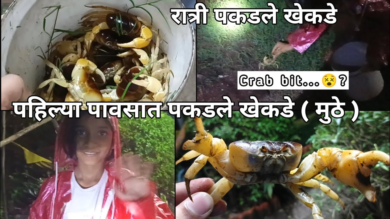 पहिल्याच पावसात पकडले खेकडे ( मुठे ) | खकडे पकडण्याची मजा | Village ...
