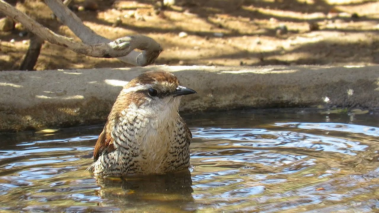 Tapaculo o Tococo (Scelorchilus albicollis) - YouTube