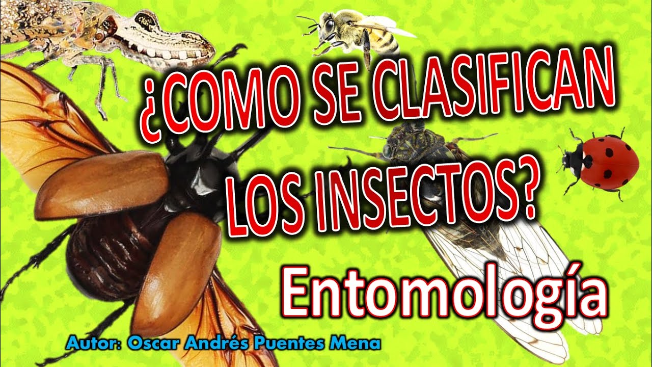 ¿Como se clasifican los insectos? – Entomología Agrícola - YouTube