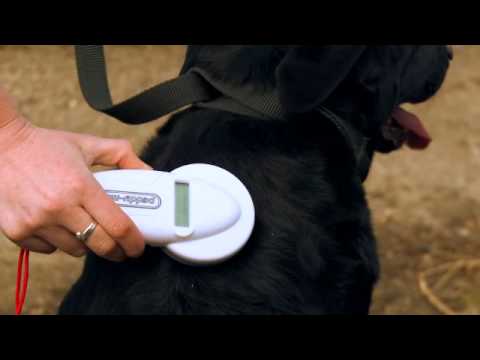 Peddymark Commercial.wmv