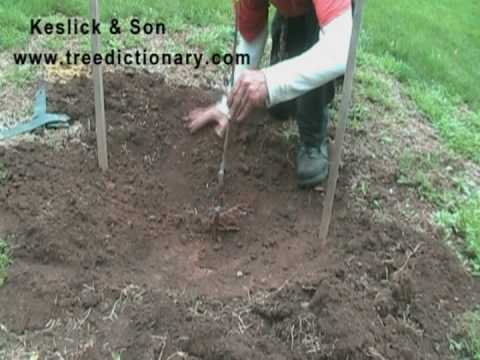 Staking Bare Root Trees 3 of 4 - YouTube