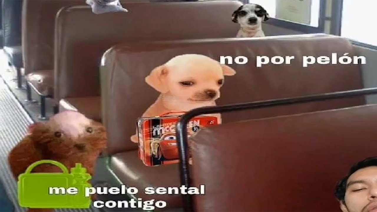 Perrito Panson, Perrito Pelon y Perrito Frenton en el Autobus ...