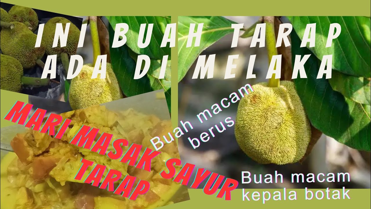 kenali Buah Tarap// Cara masak sayur Buah Tarap(Timadang)Buah Lagenda ...