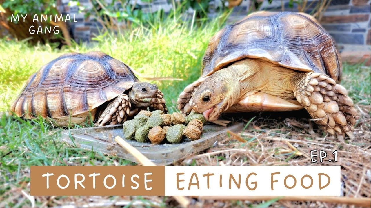Tortoise Eating Food EP.1 - Relaxing Video | My Animal Gang - YouTube