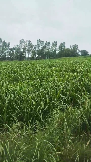 Chhut Gai U Gaw Ke🌾🎋 Bachapan" #song🏚🚲 #hindisong #love - YouTube
