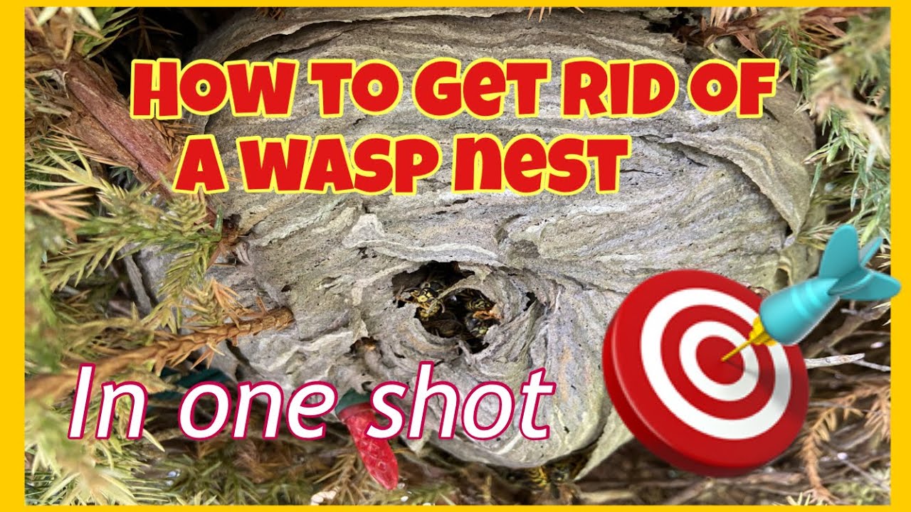 Getting Rid of a Wasp Nest in One Shot - YouTube