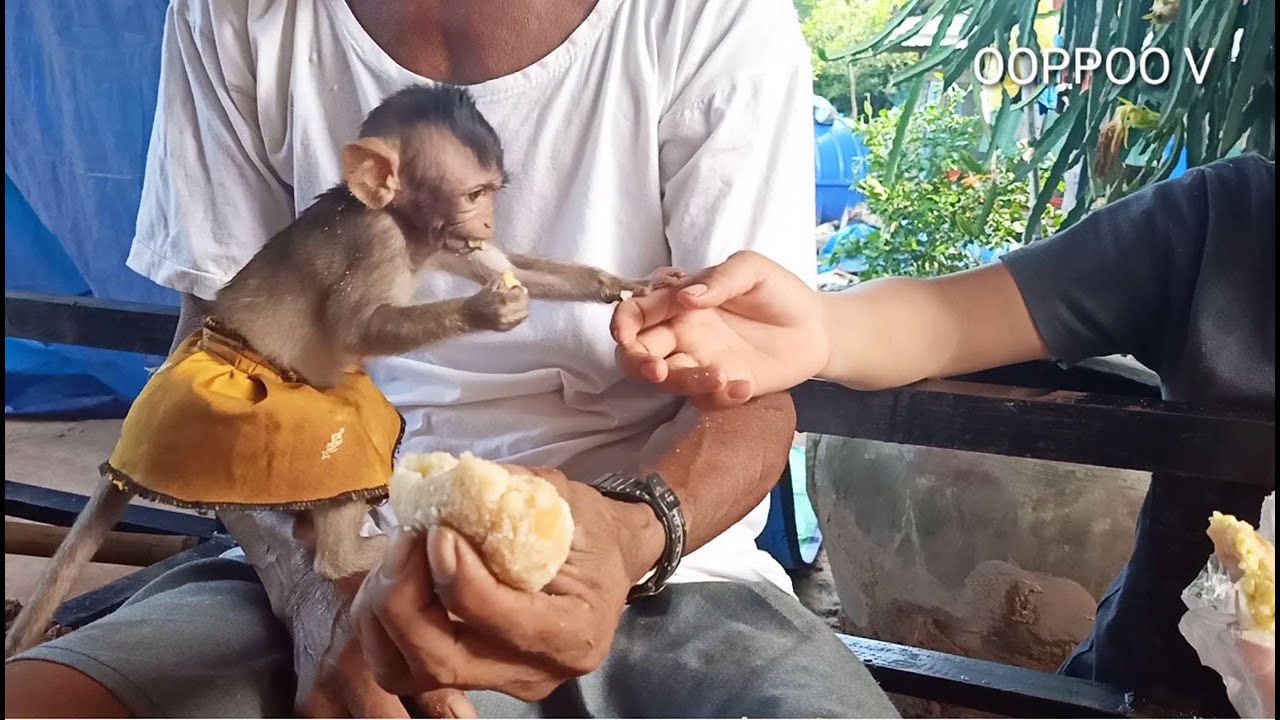 Baby Monkey Janny feeling happy with grandpa - YouTube
