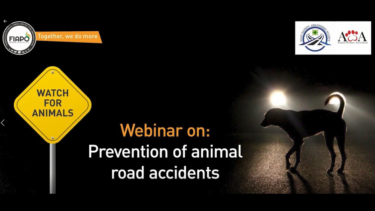 Road Safety: Prevention of Animal Road accidents | Webinar - YouTube