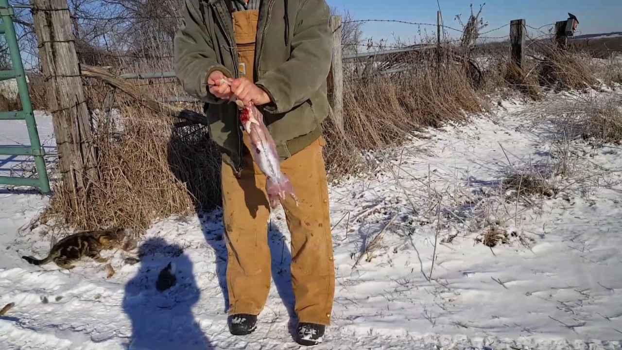 How To Skin A Wild Rabbit at Lynn Potter blog