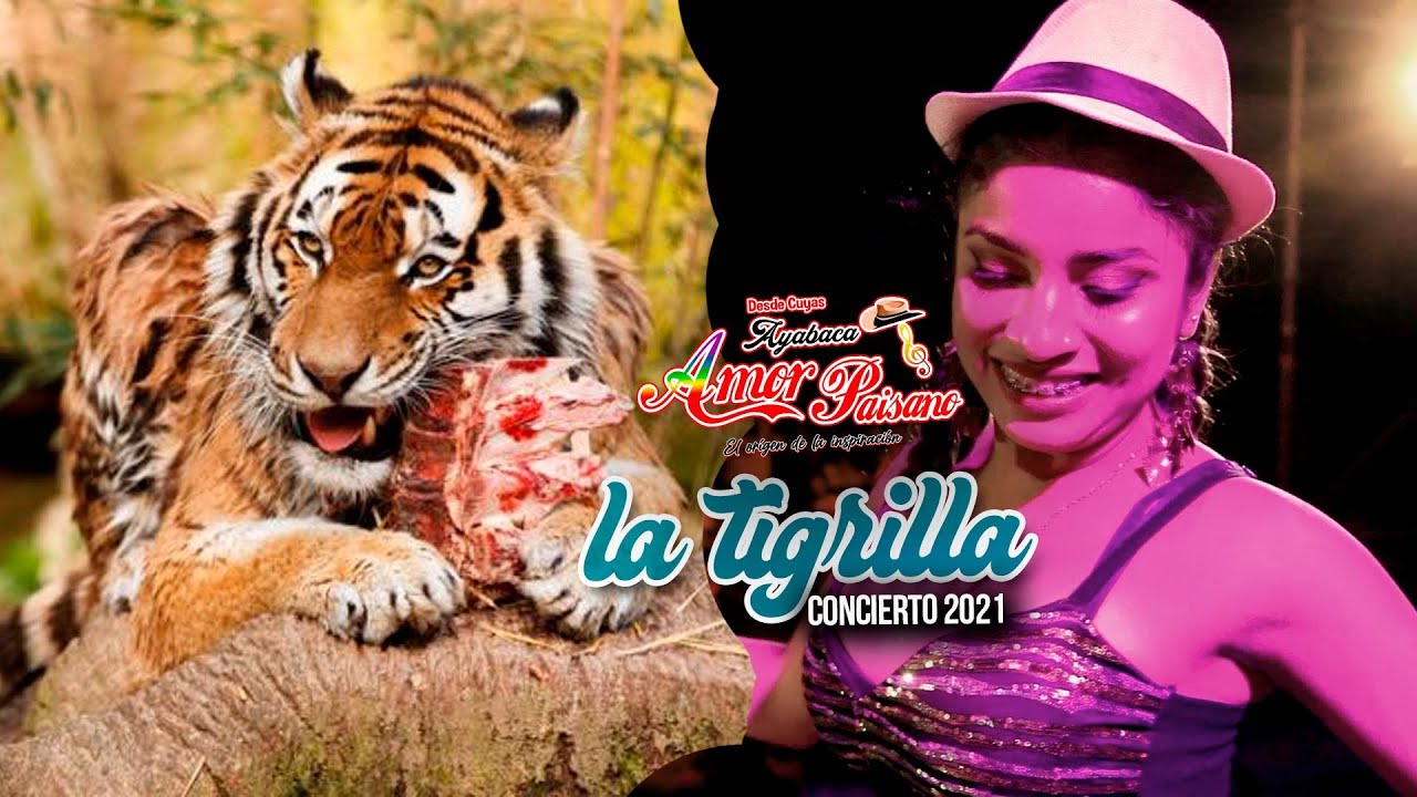 Amor paisano - la tigrilla en vivo2021 - YouTube