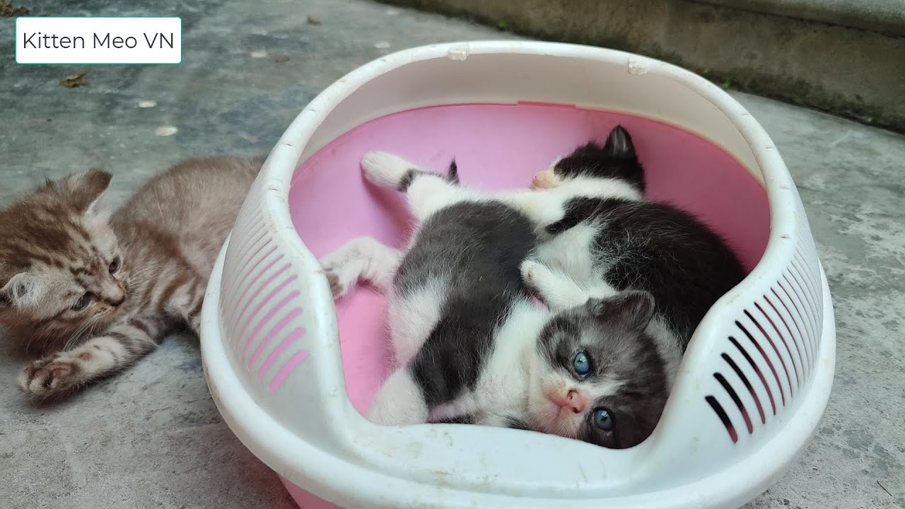 You will find funny when watching Panda kitty vs these cats - YouTube