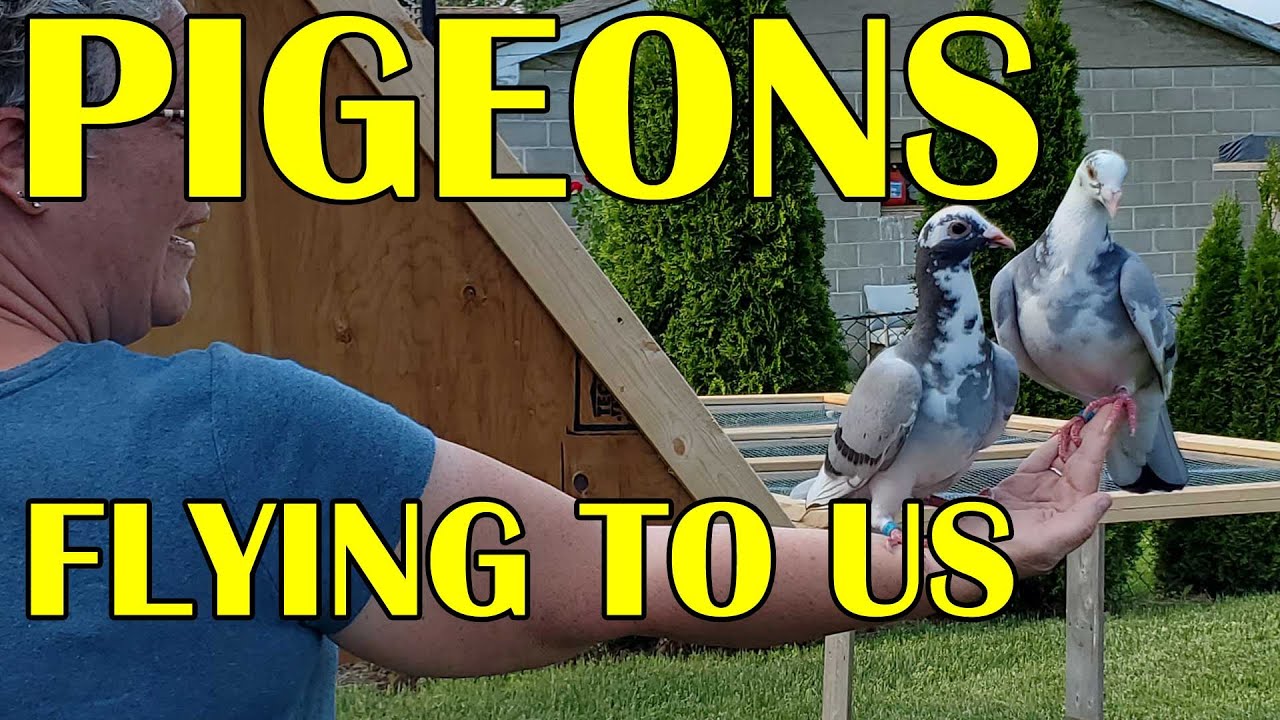How To Teach Your Pigeons To Fly To Your Hand - YouTube