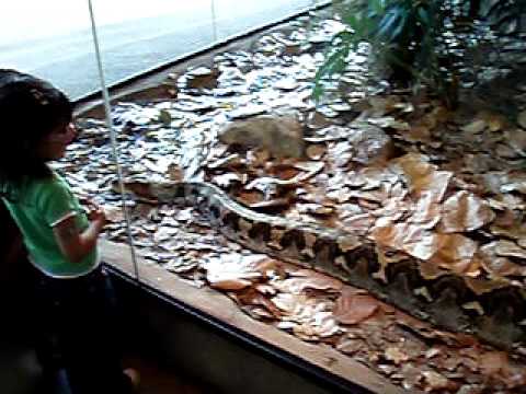 Payton Snake - YouTube