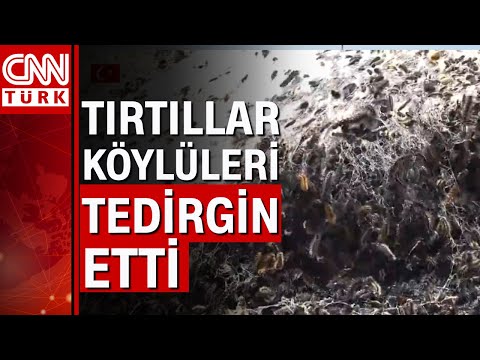 Şırnak'ta tırtıl istilası! Tarım arazileri tehdit altında