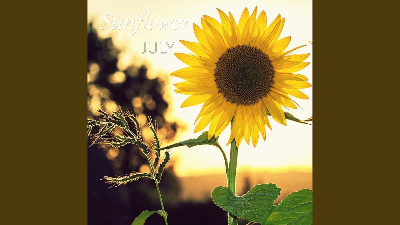 Sunflower - YouTube