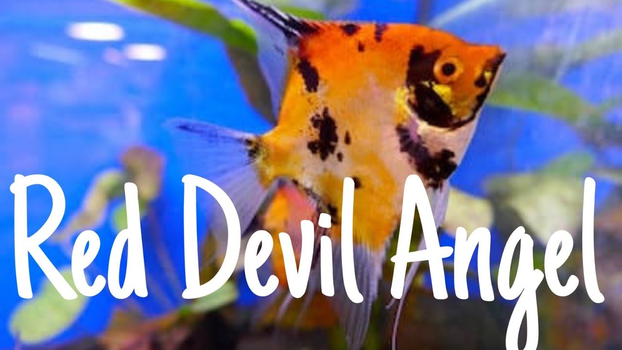 Red Devil Angel Fish - Pterophyllum scalare - YouTube