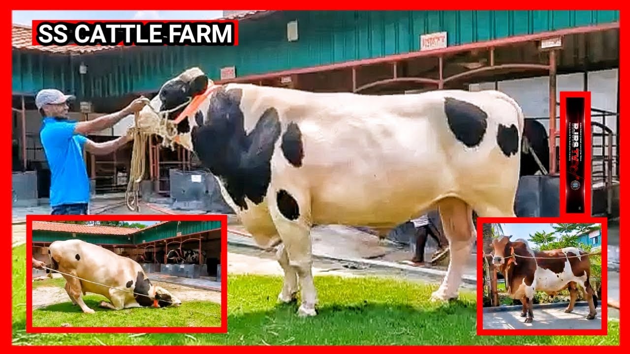 Batch 2023 | Angry Aussie Bull | SS Cattle Farm 2023 | Eid Collection ...