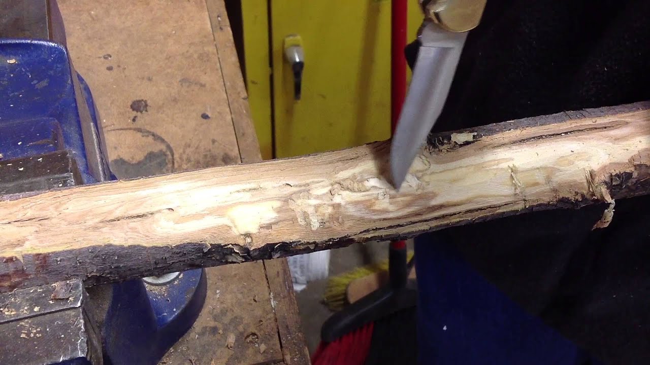 EAB Bark Peeling - YouTube