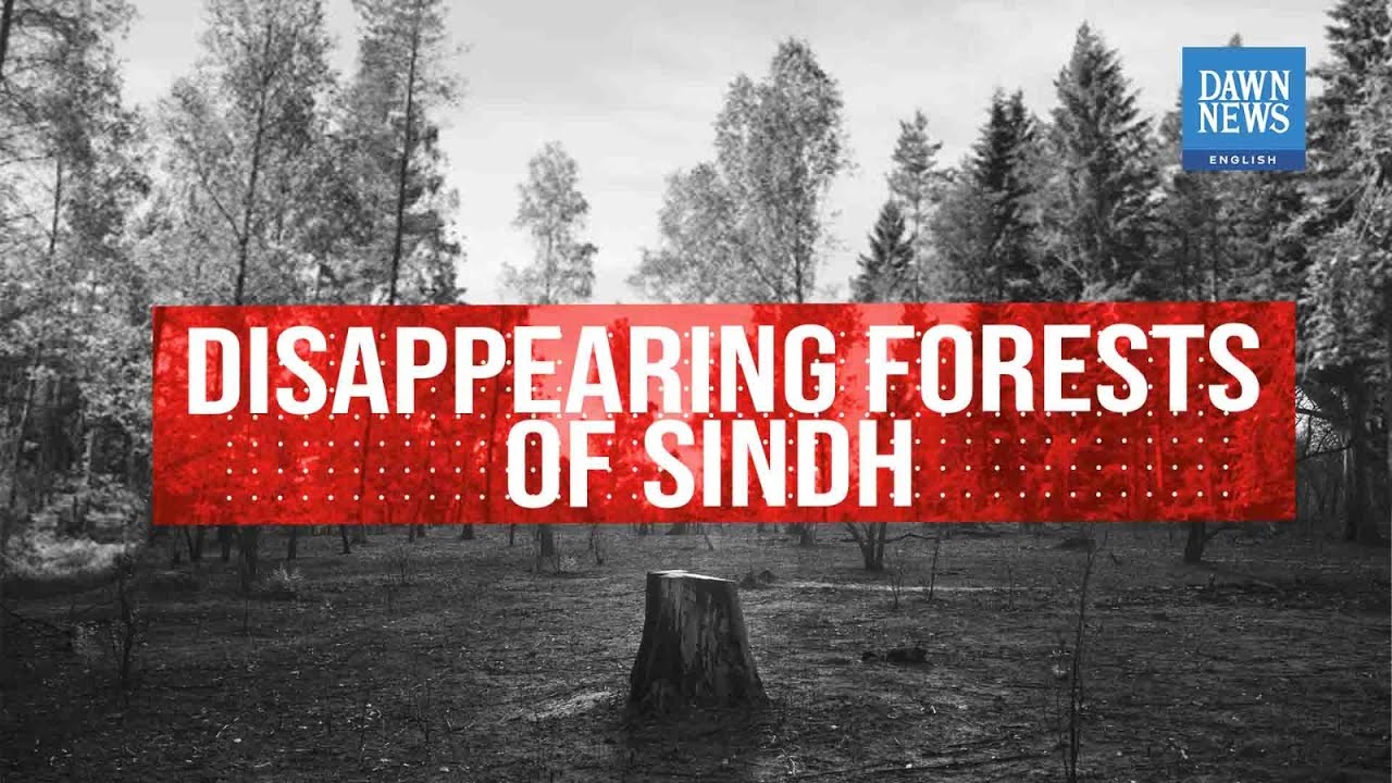 Disappearing Forests Of Sindh | MoneyCurve | Dawn News English - DAWN.COM