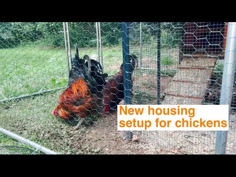 Chicken coops to separate roosters from hens - YouTube
