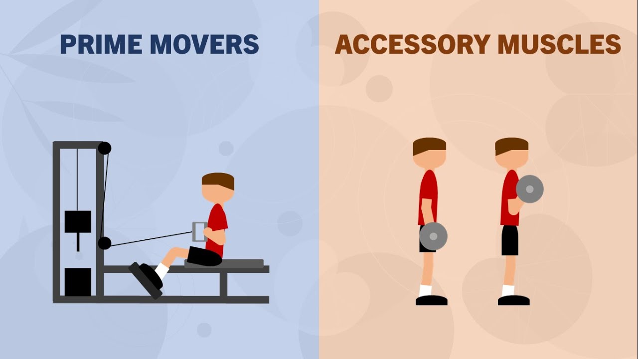 How to Calculate Volume for Accessory Muscles - YouTube