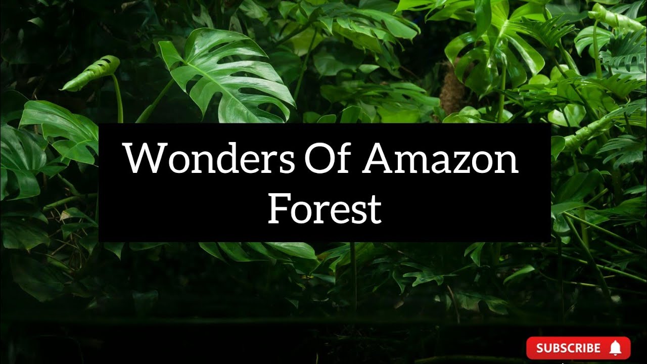Wild Life Of Amazon - YouTube