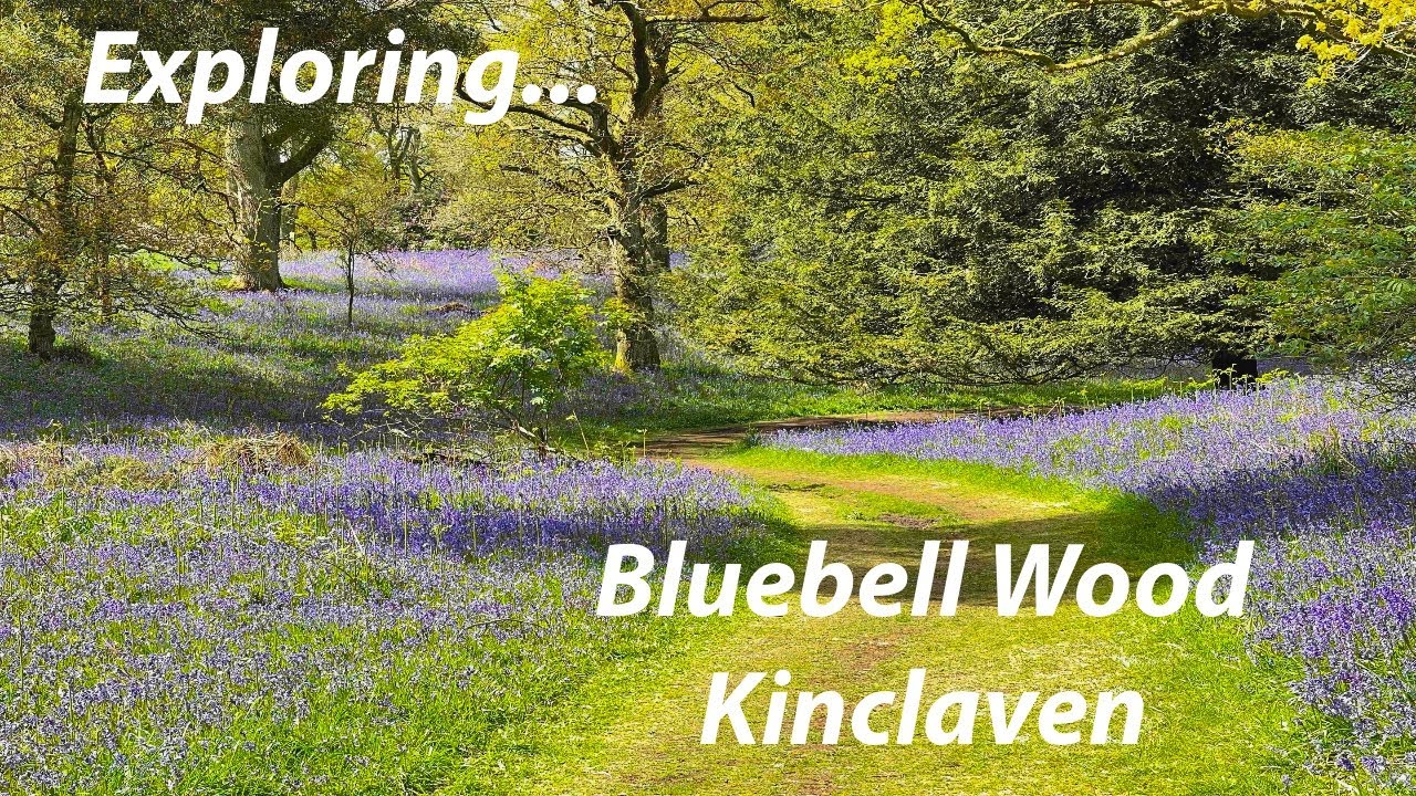 Bluebell Wood, An Epic Spectacle at Kinclaven, Perth and Kinross ...