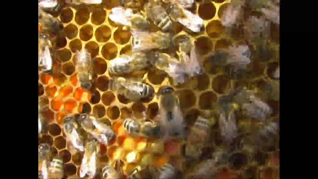 Highlights of First Spring Hive Check - YouTube