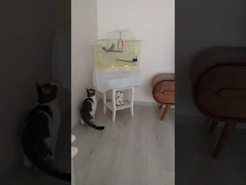 Kedi ve Kuş Aynı Evde Olurmu/Kedi Kuşu Tv İzler Gibi İzliyor👀/Birbirlerine Alıştılar😻🐦💕💕