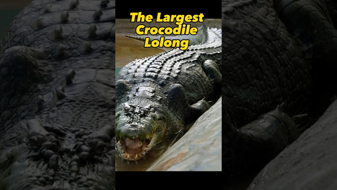 World Largest Crocodile Lolong