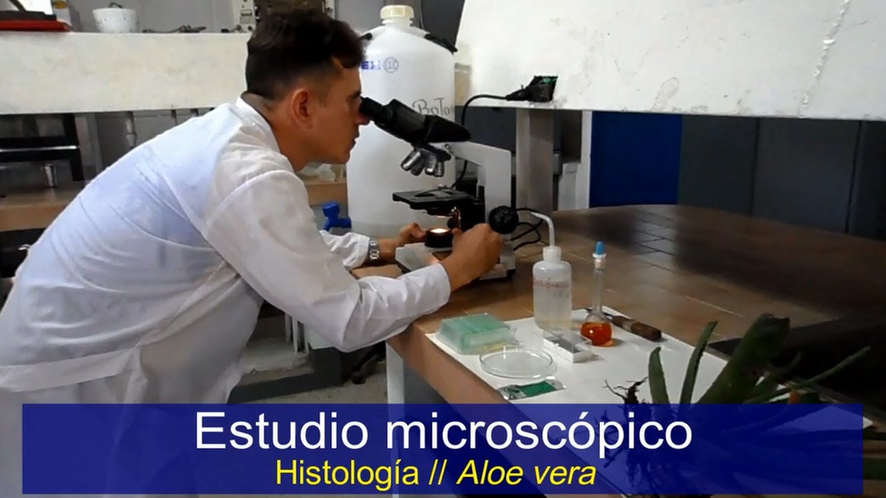 Estudio microscópico - Histología Aloe vera - YouTube
