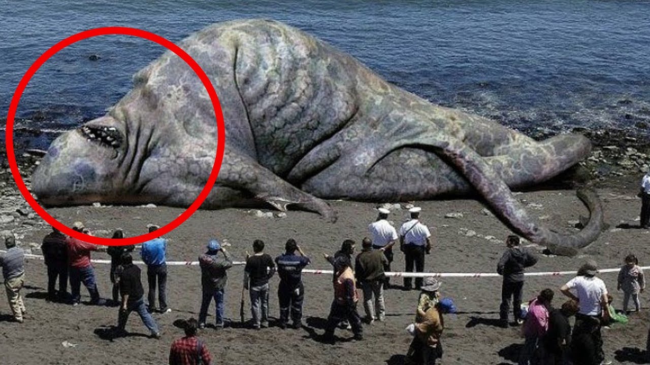 TOP ANIMALE URIASE PE CARE LE VEDETI PENTRU PRIMA DATA IN VIATA! - YouTube