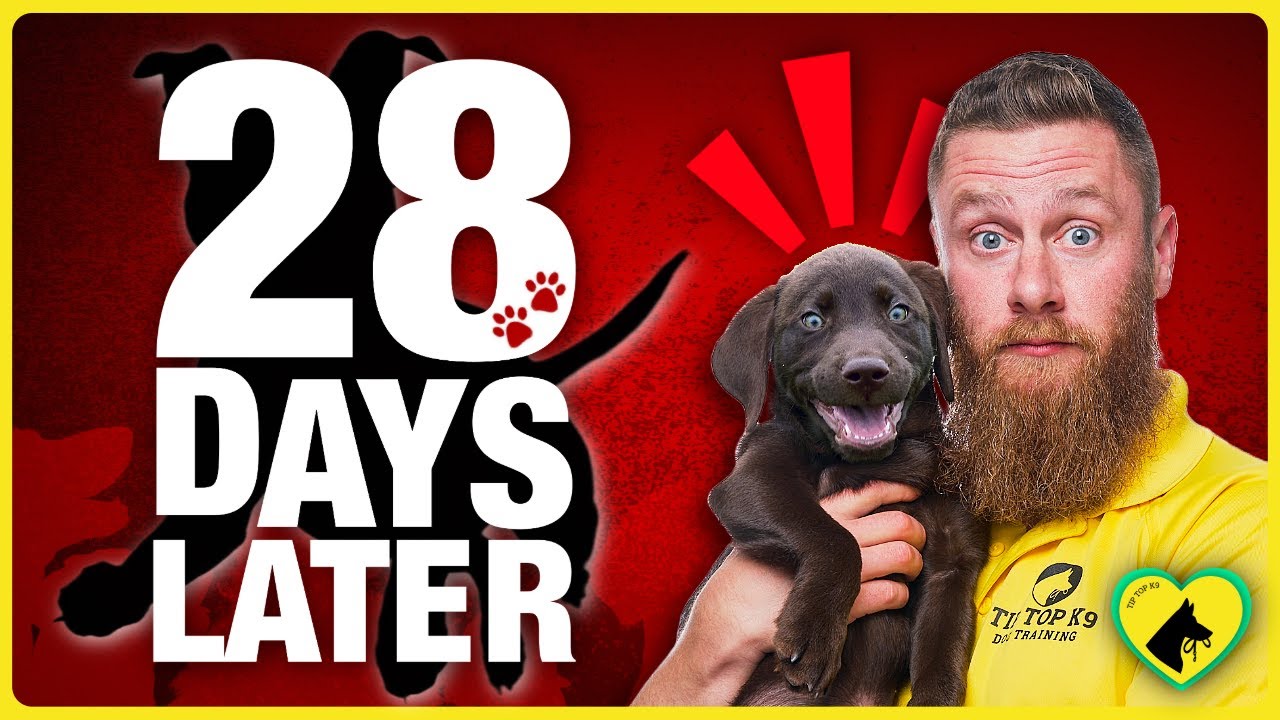 What 28 Days of Puppy Exposure Did to My Dog’s Confidence | Puppy ...