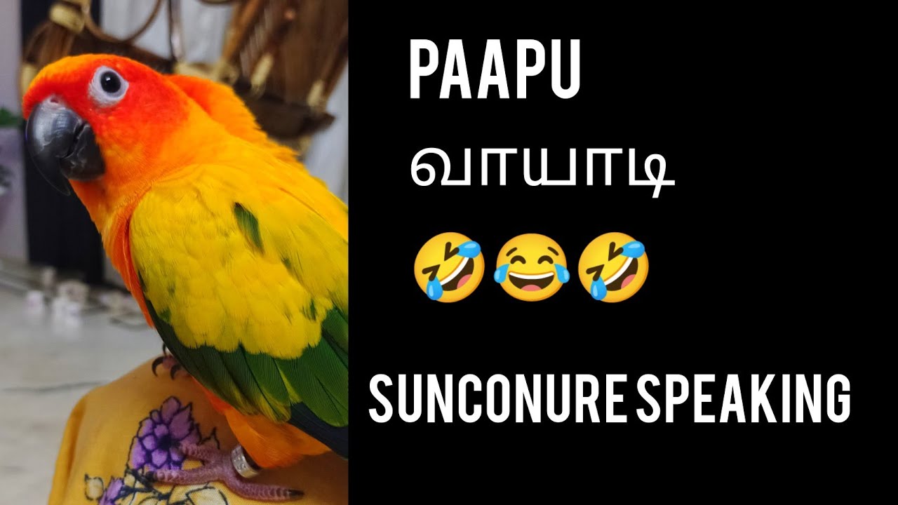 Paapu says Paapu kutty/fun speaking 😂😂😂 don't miss this 🥰#sunconure ...