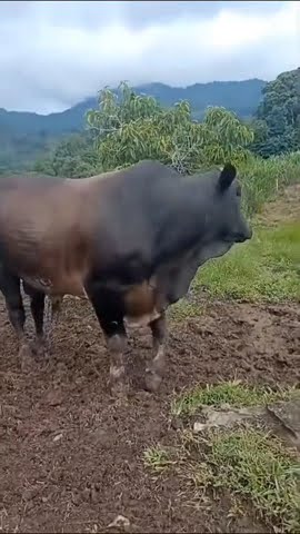 este toro se llama refugio un animal muy vonito I manso - YouTube