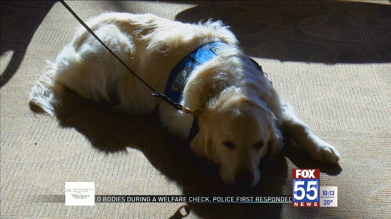 Jared the Comfort Dog - YouTube