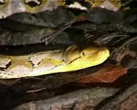 Encounter with reticulated python in the rainforest Borneo - YouTube