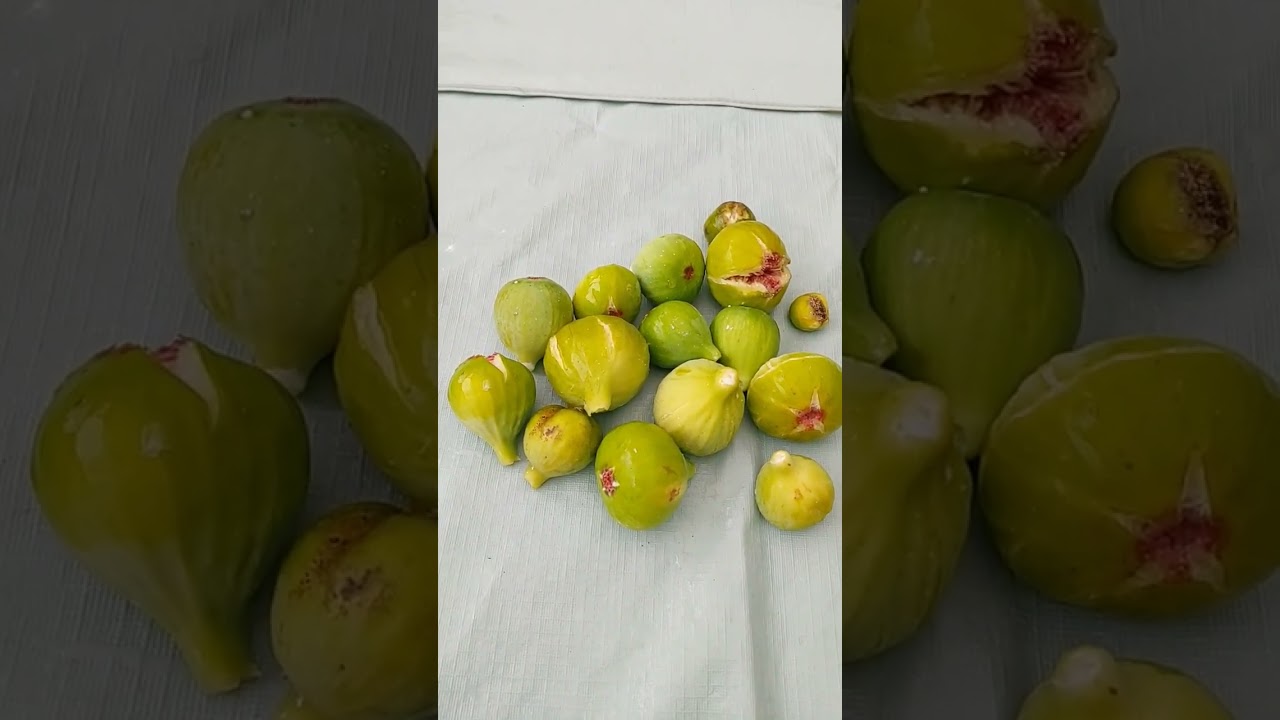 CAME BACK HOME FROM 5 DAYS VACAY/FIGS RIPE OVERLOAD/SURPRISE/NAGUSTUHAN ...