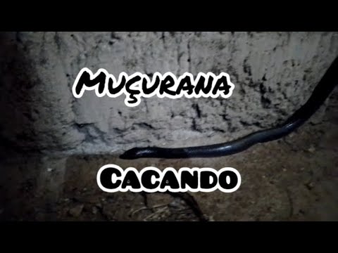 A cobra do bem, caçando outras cobras. - YouTube
