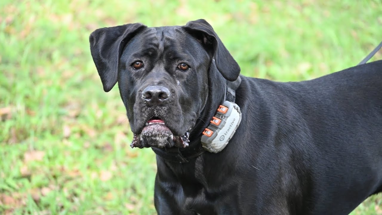 Abendspaziergang mit Stella ( Cane Corso ) 2024 - YouTube