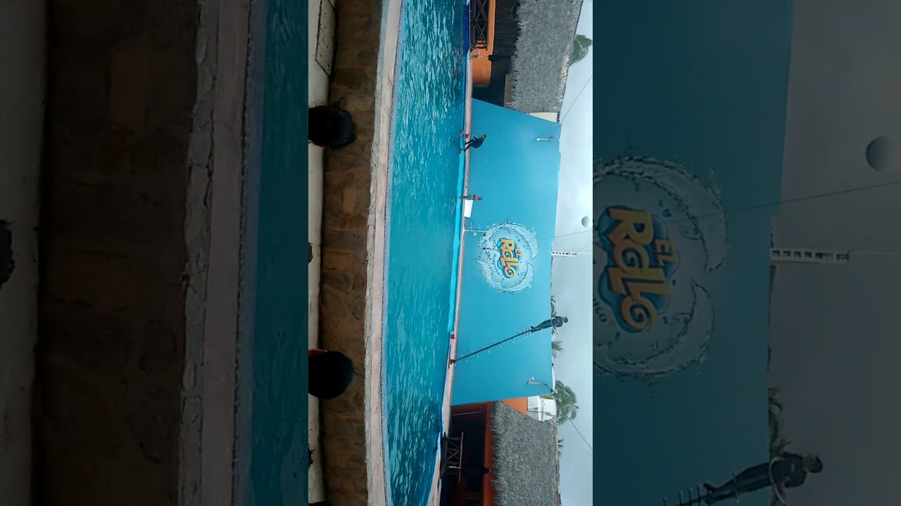 Super delfín - YouTube