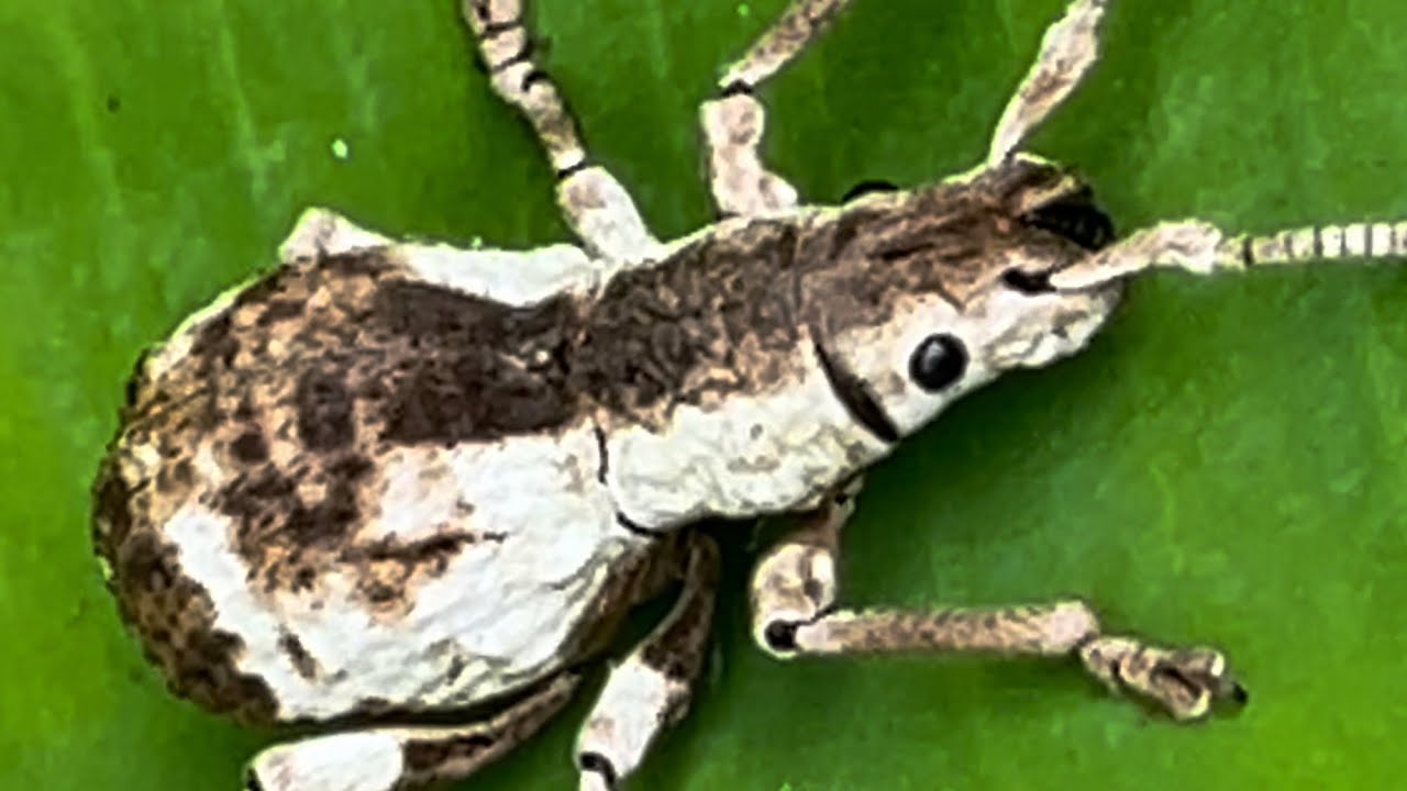 A very strange insect lives in the rainforest. - YouTube