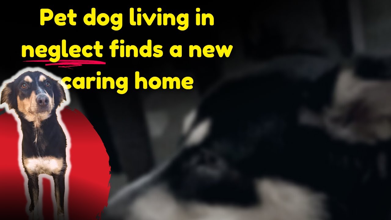 Pet dog living in neglect finds a new caring home - YouTube