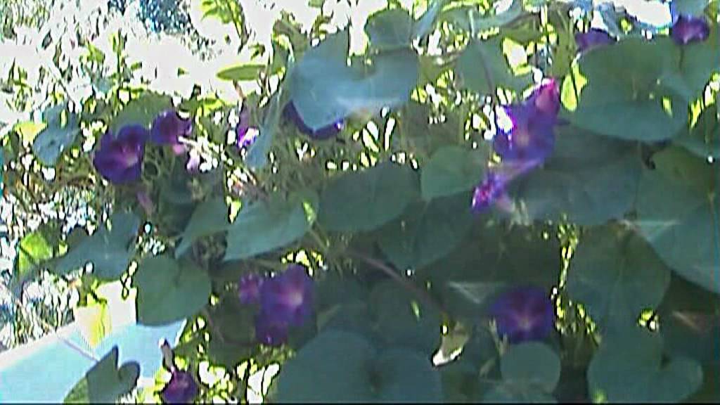 Prunkwinde ( Trichterwinde ) - YouTube
